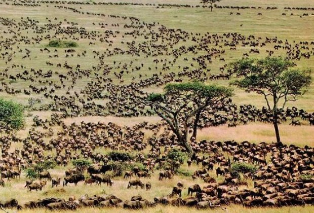 Wielka migracja gnu | Przewodnik miesięczny