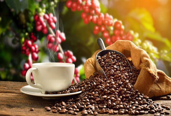 Arusha Coffee Plantation Tour | Coffee Farms Excursion