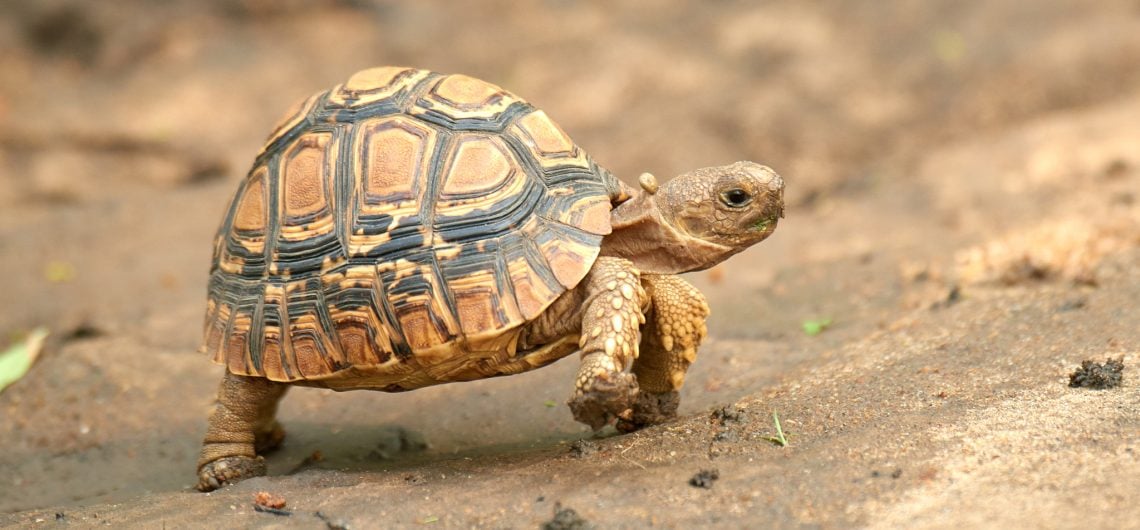 Die Klein Vyf | Kiwoito Afrika Safaris