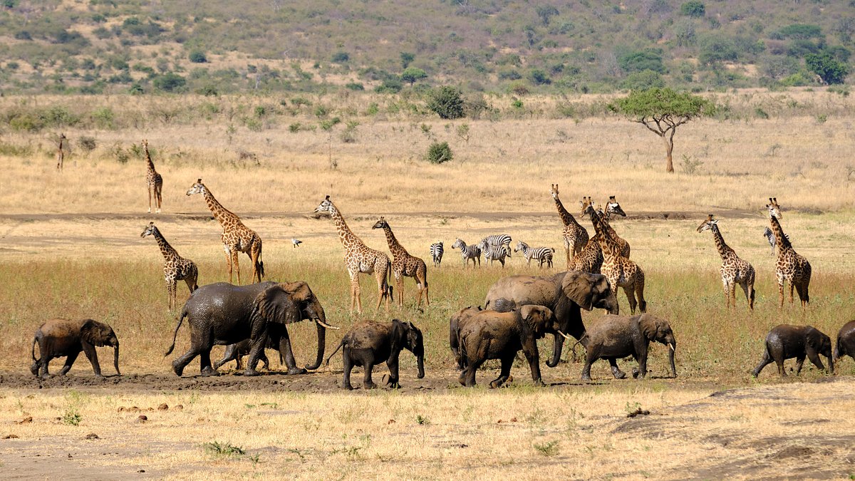 Mkomazi National Park | Northeastern Tanzania & Kenya