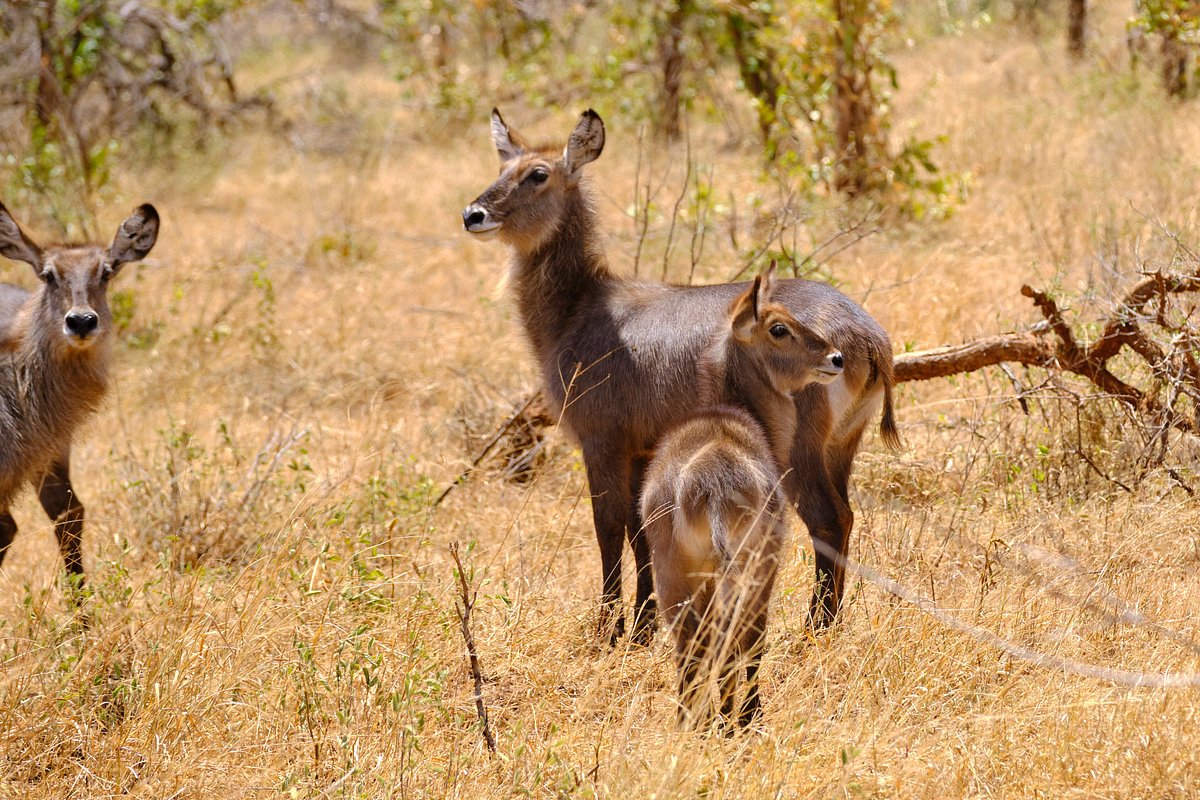 Mkomazi National Park | Northeastern Tanzania & Kenya