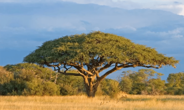 Tanzania Trees | Kiwoito Africa Safaris