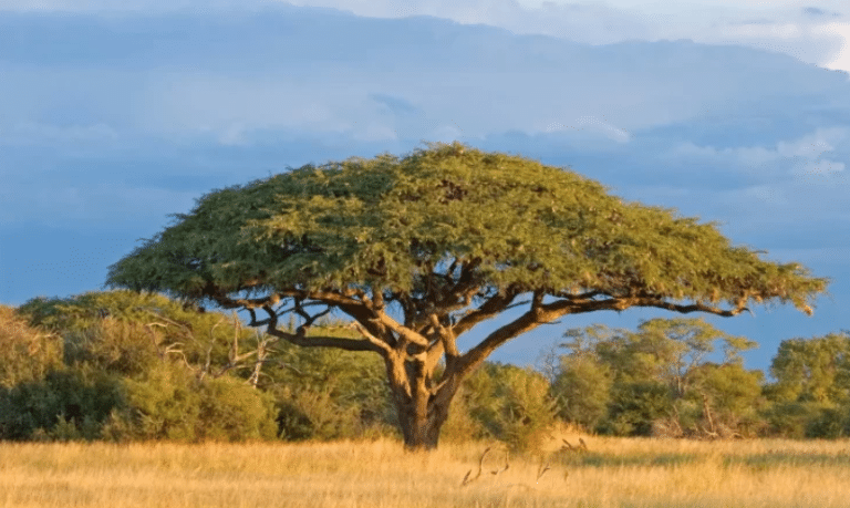 Tanzania Trees | Kiwoito Africa Safaris