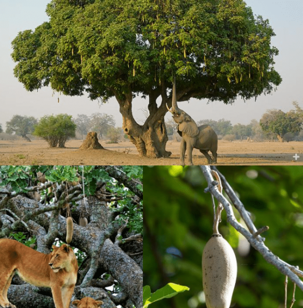 Tanzania Trees | Kiwoito Africa Safaris