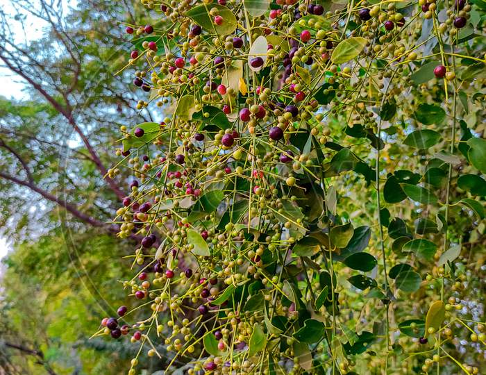 Tanzania Trees | Kiwoito Africa Safaris