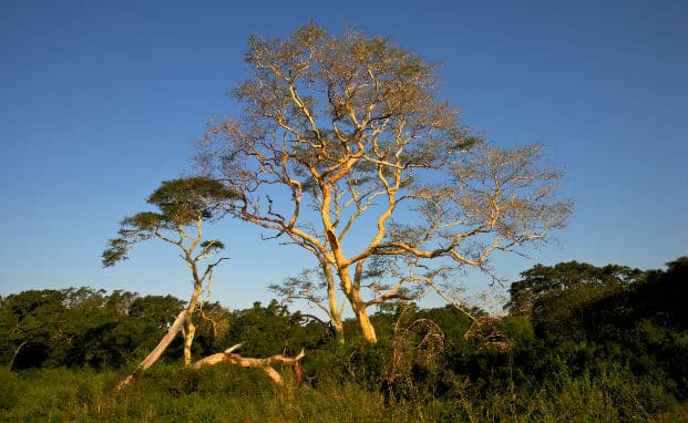 Tanzania Trees | Kiwoito Africa Safaris